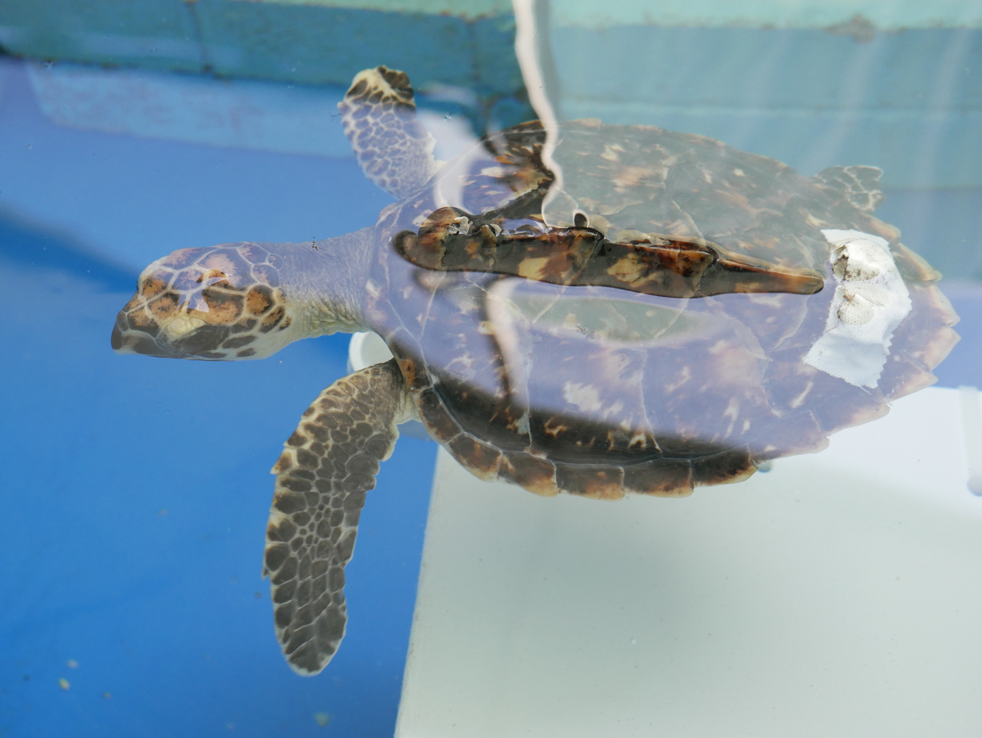 Loggerhead Marinelife Center – TrailBlazer Magazine